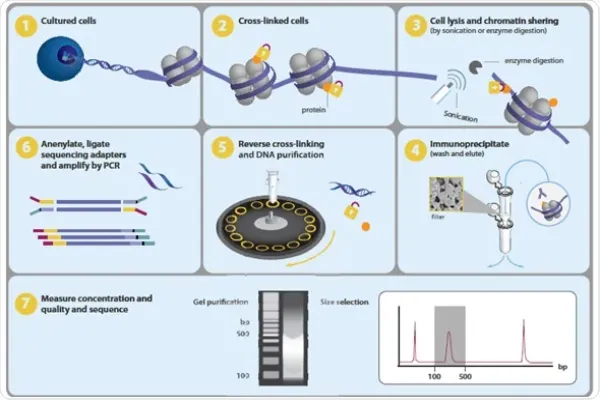 The role of standardized assay kits in enhancing ChIP-seq reliability ...